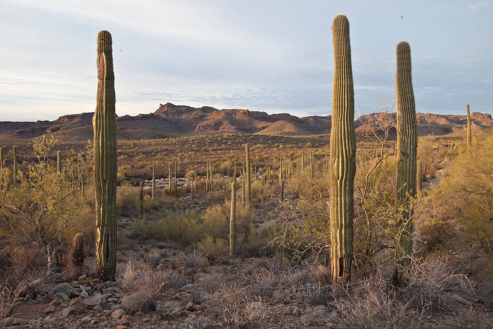 These Are Geography's Five Main Themes