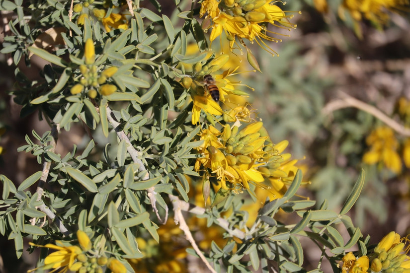 Maybe Don’t Ignore Safety Warnings: How I Survived A Joshua Tree ...