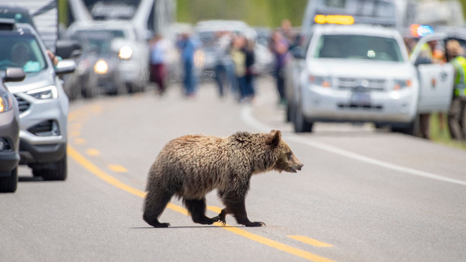 "Queen of the Tetons," Cub Is Still Missing: Concerns for Its Well ...