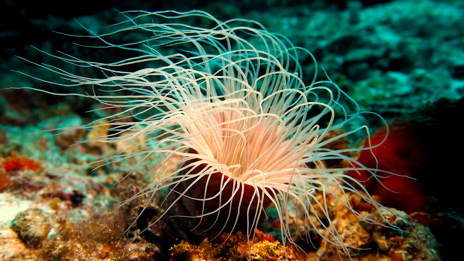 Major Discovery Shows Life Thriving In Earth's Crust Under The Seafloor