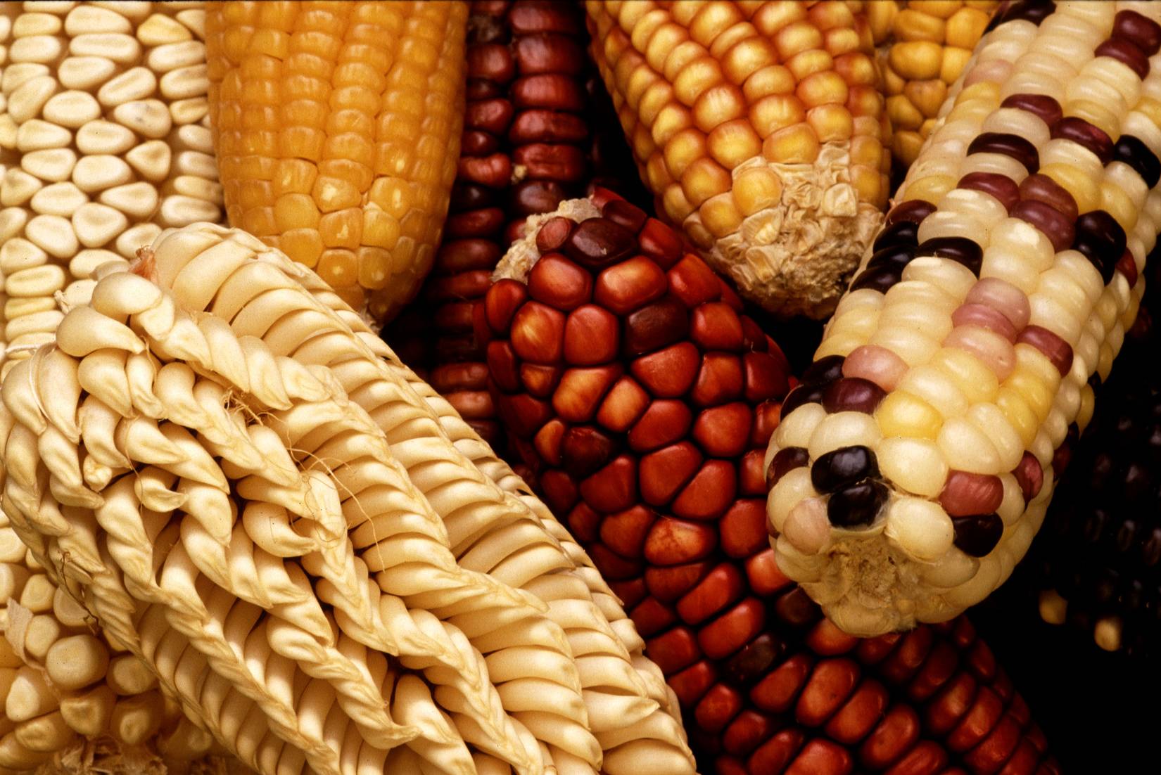 Did You Know These 10 Foods Were Native To North America?