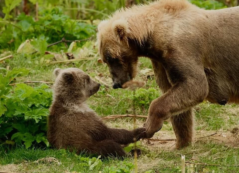 "Queen of the Tetons," Cub Is Still Missing: Concerns for Its Well ...