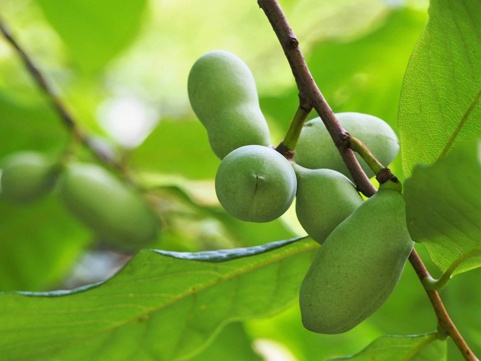 Did You Know These 10 Foods Were Native To North America?