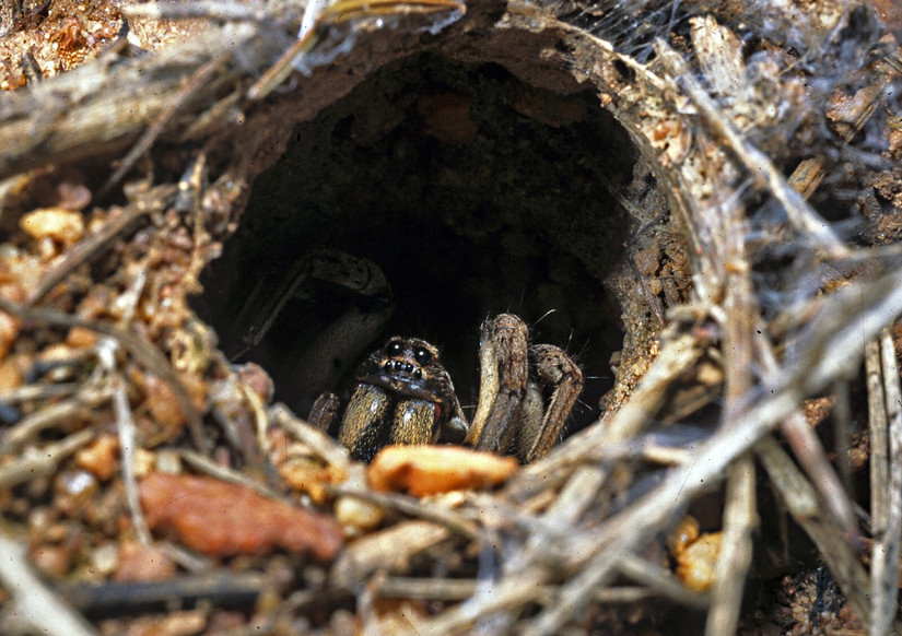 Scientists Found A Giant Spider Fossil In This Unsurprising Country