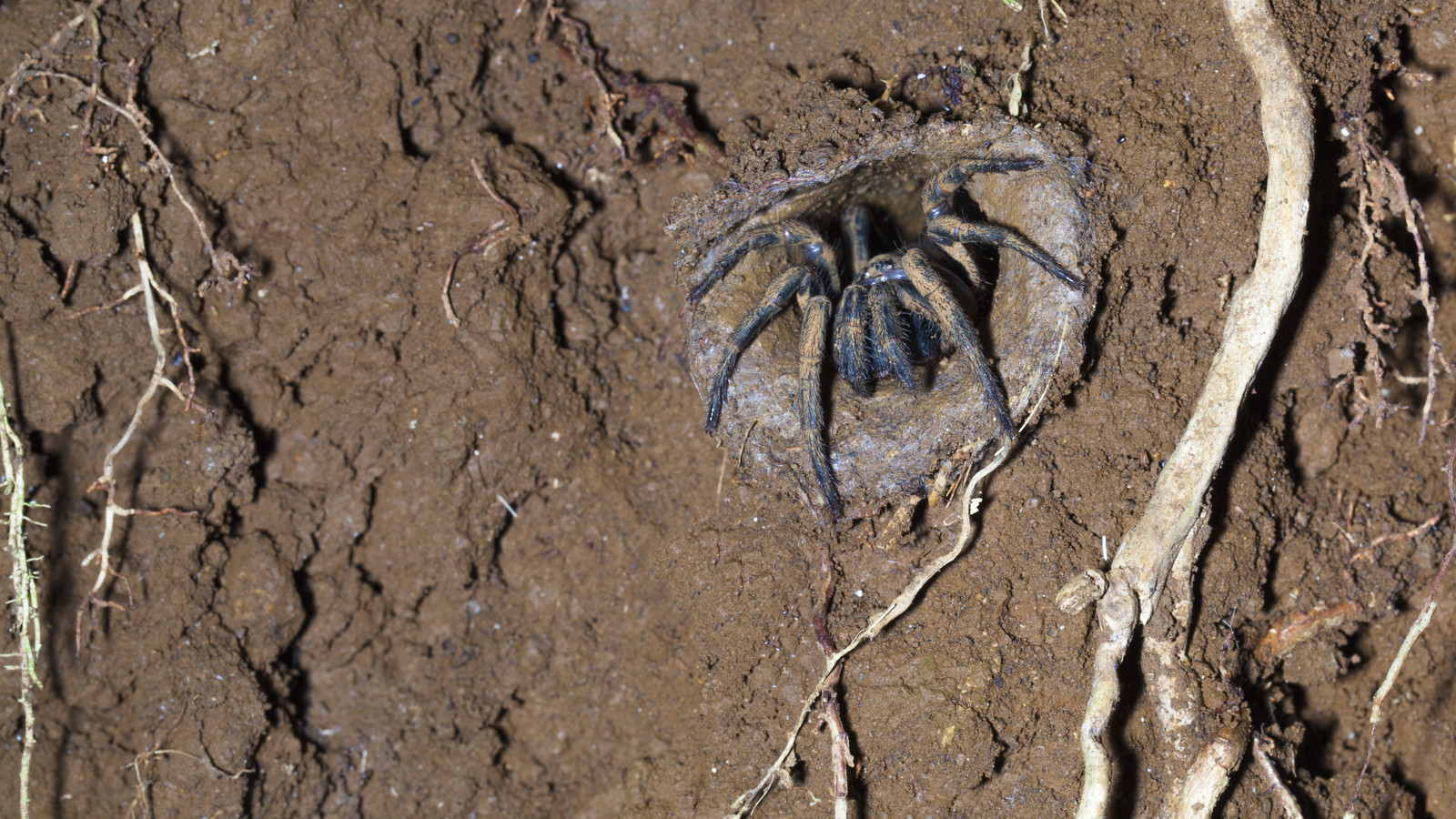 Scientists Found A Giant Spider Fossil In This Unsurprising Country