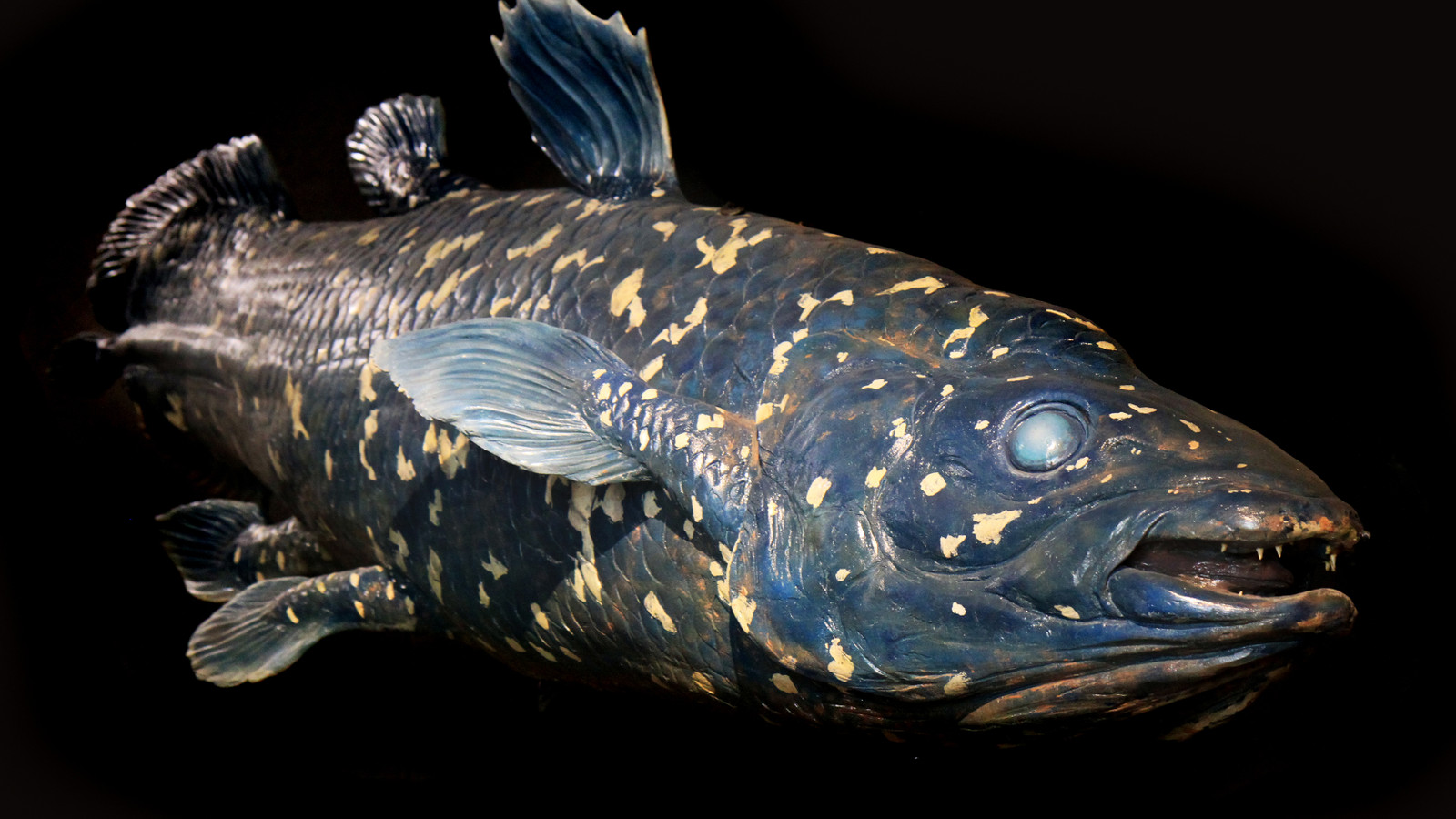This Creature Was Presumed Extinct 66 Million Years Ago But Was ...