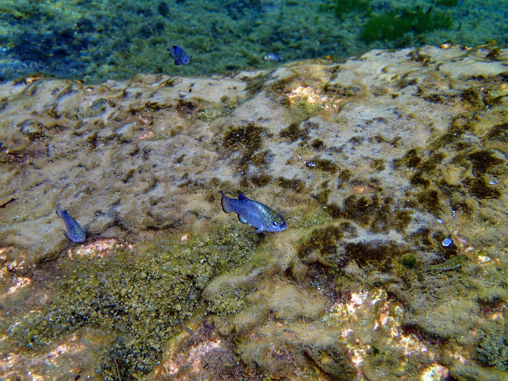 One Of Earth's Rarest Animals Can Now Be Found In Death Valley