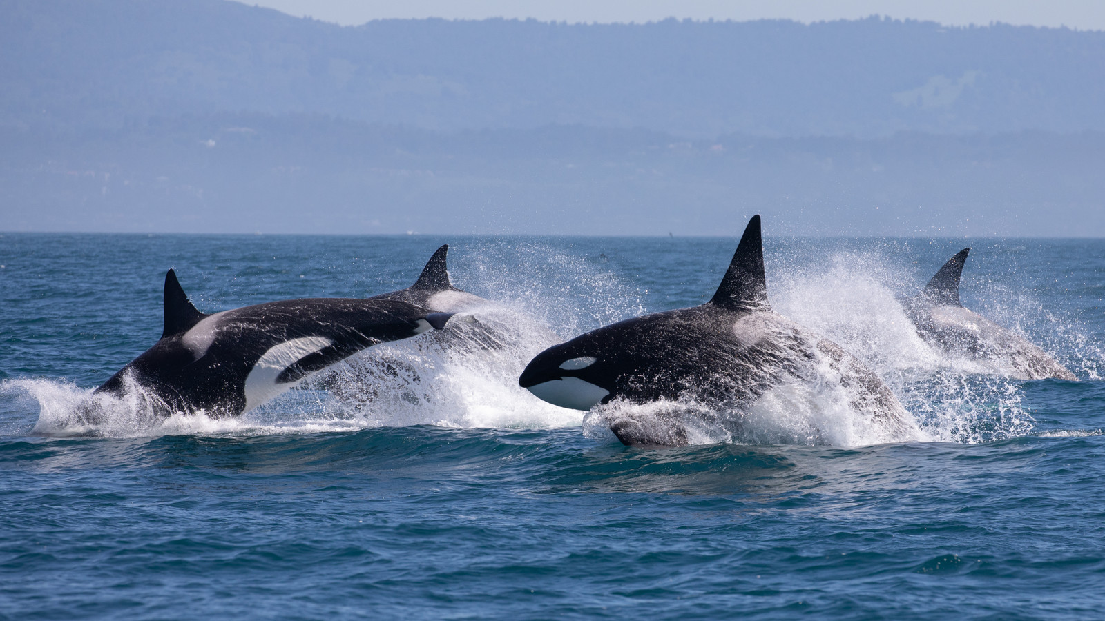 The Oregon Coast Got A Surprise Visit From A Pod Of Apex Predators