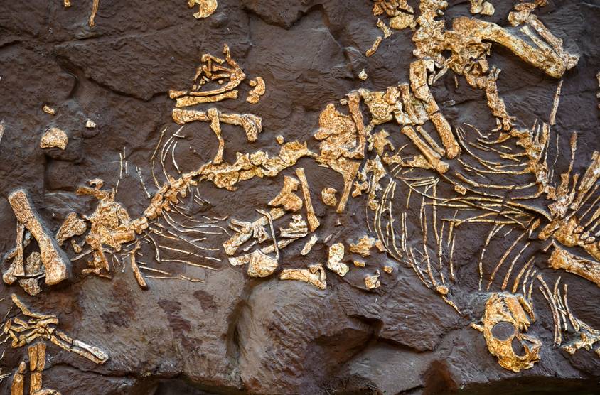 10 Incredible Extinct Creatures That Once Dominated Earth