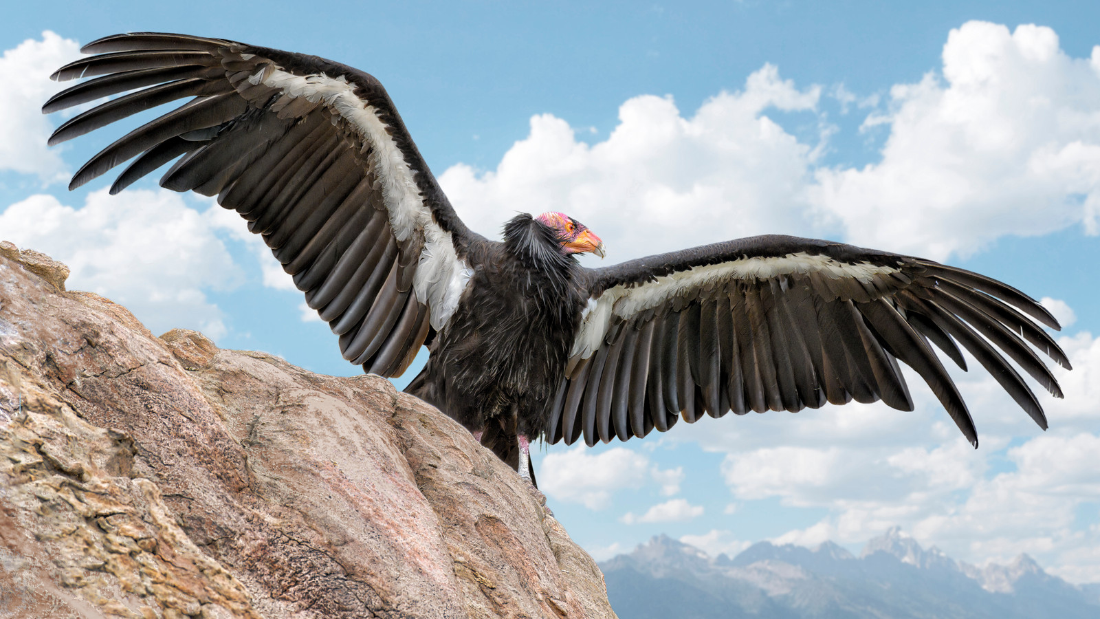 10 Most Incredible Animals in Sequoia National Park