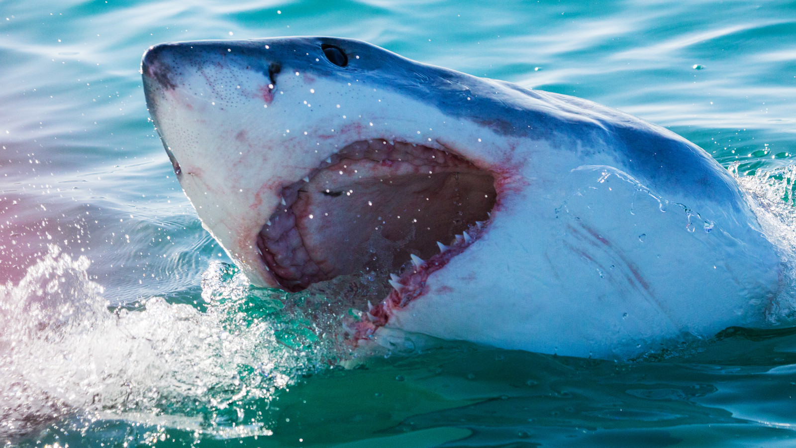 Earth's Most Feared Animal Is Actually Misunderstood