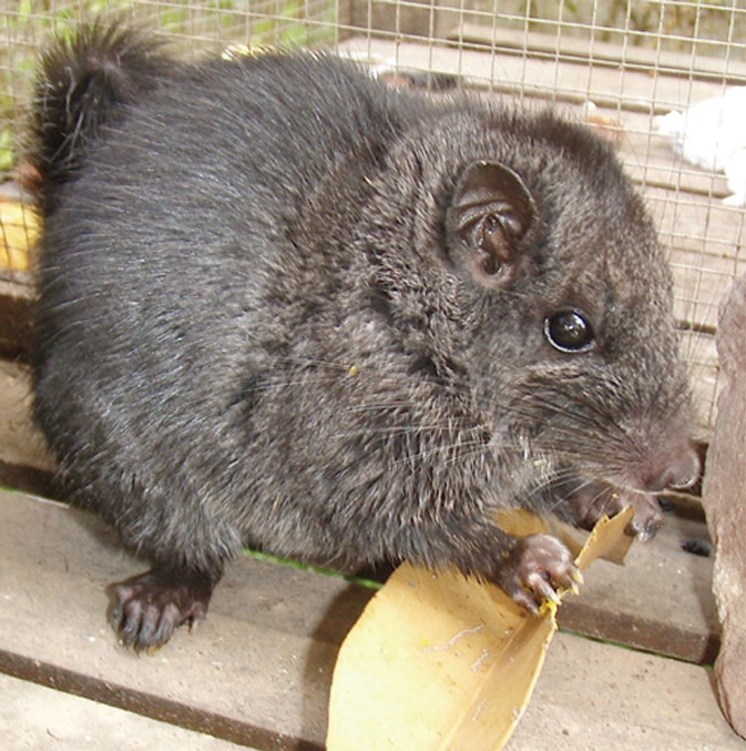7 Creatures Presumed Extinct That Were Found Alive & Well