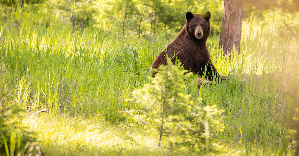 Montana On High Alert After Fake Bear Attack Causes Death To Innocent ...