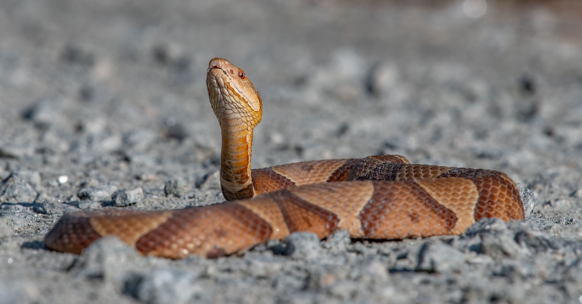 This Is The Most Snake-Filled National Park In The U.S.