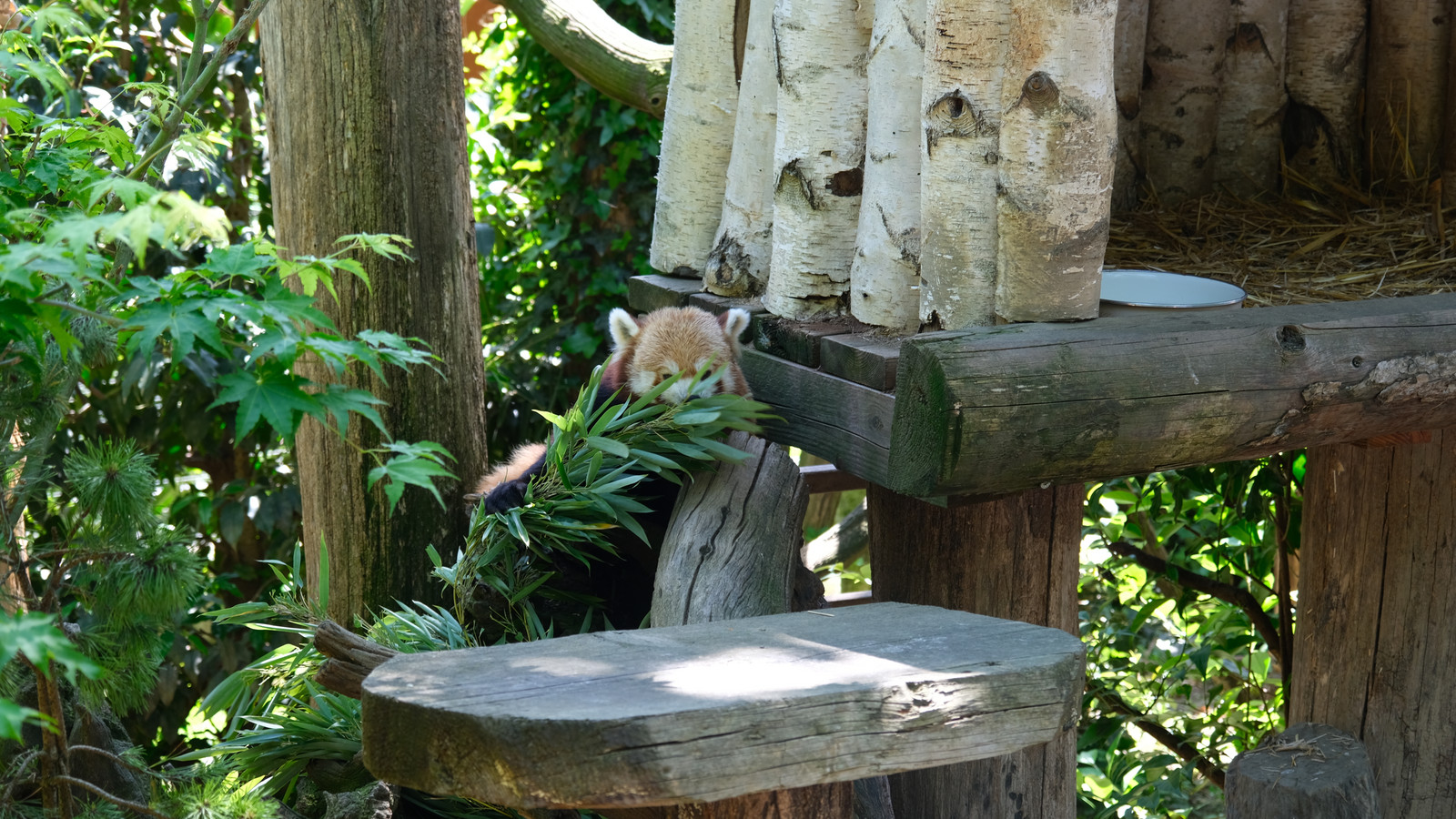 Endangered Baby Red Panda Dies at Edinburgh Zoo: Fireworks Blamed for ...
