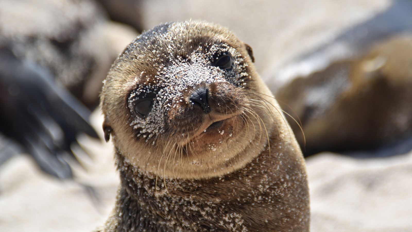 Don't Touch Seals or Sea Lions: If Bitten, Risk of Necrotic Bacteria ...
