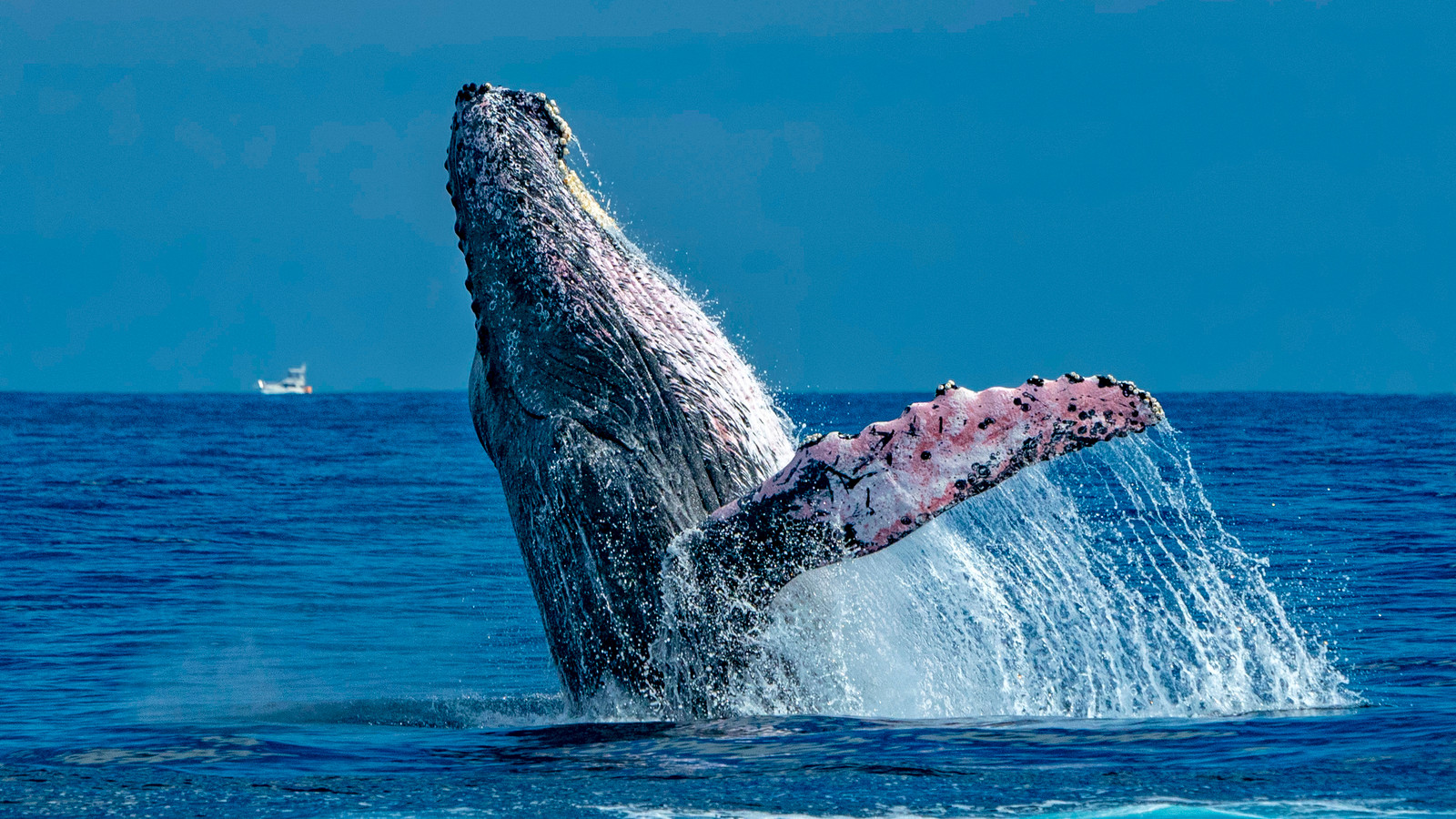 8 Best Places For Whale Watching In America This Winter