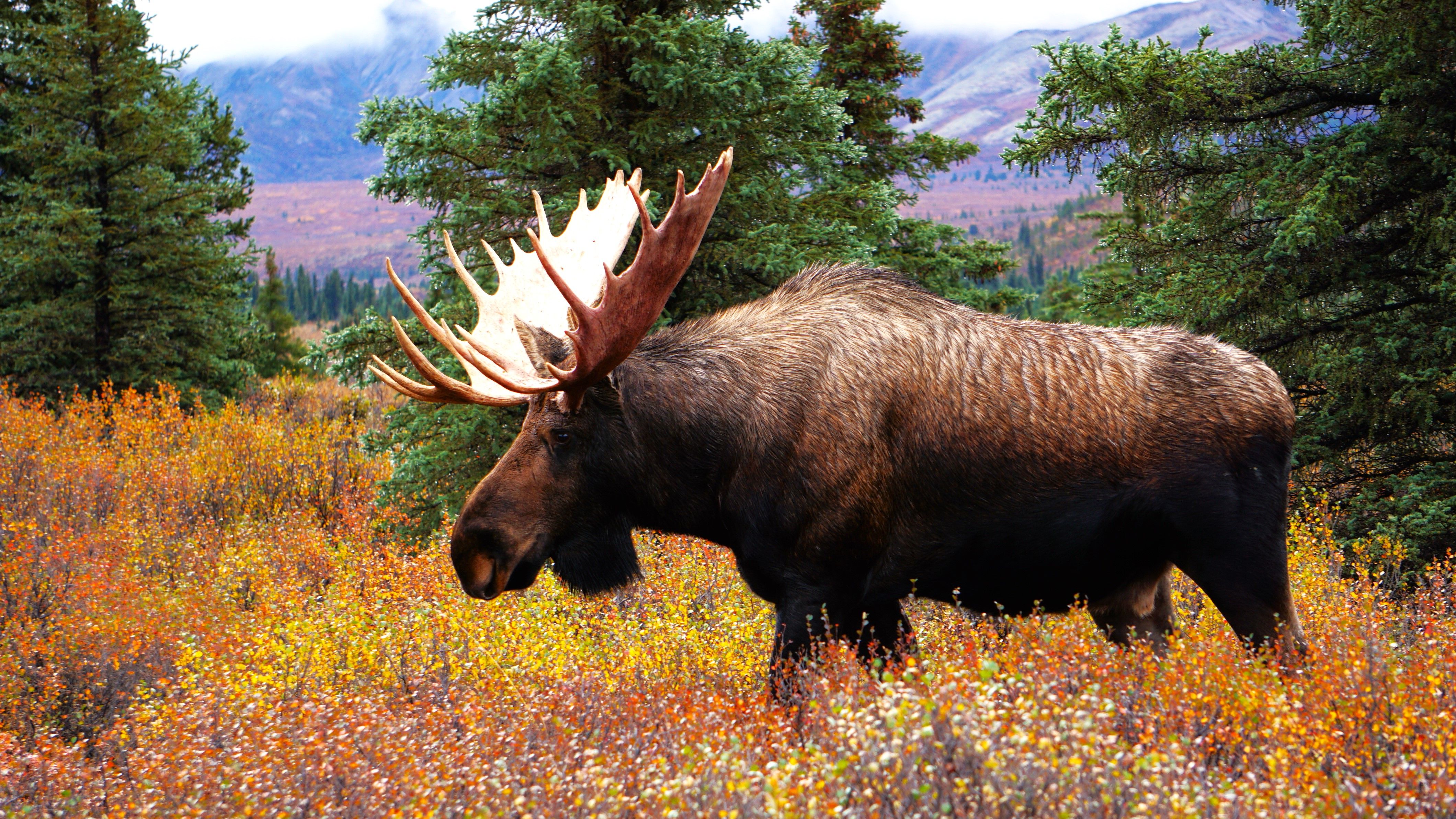 These Small Towns In America Have The Most Wild Moose