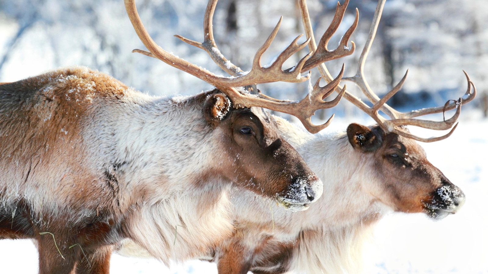 The "North Pole Of The US" Has The Most Reindeer In The Entire Country