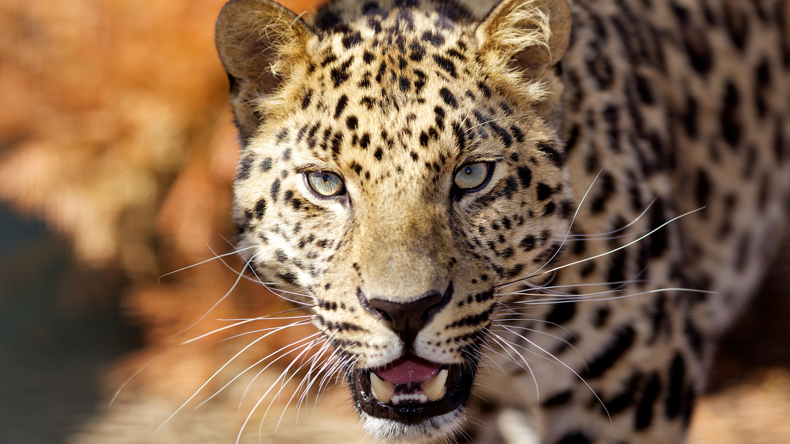 10 Animals That Could Become Extinct In 2025