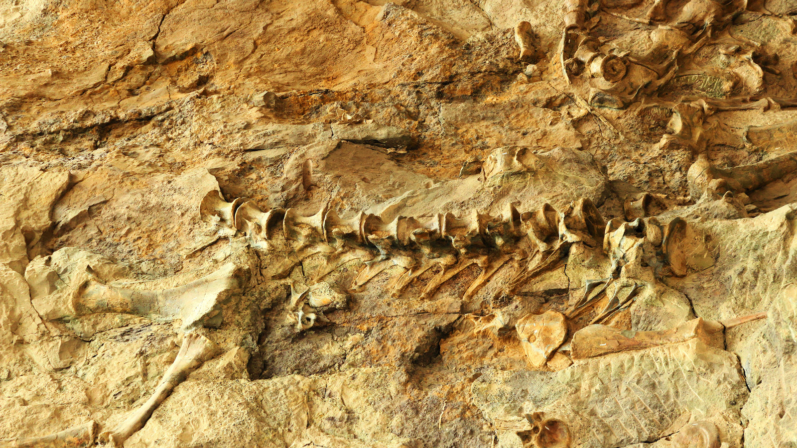 Discovery Of A Well-Preserved Dinosaur Tail Has Proven An Incredible Theory