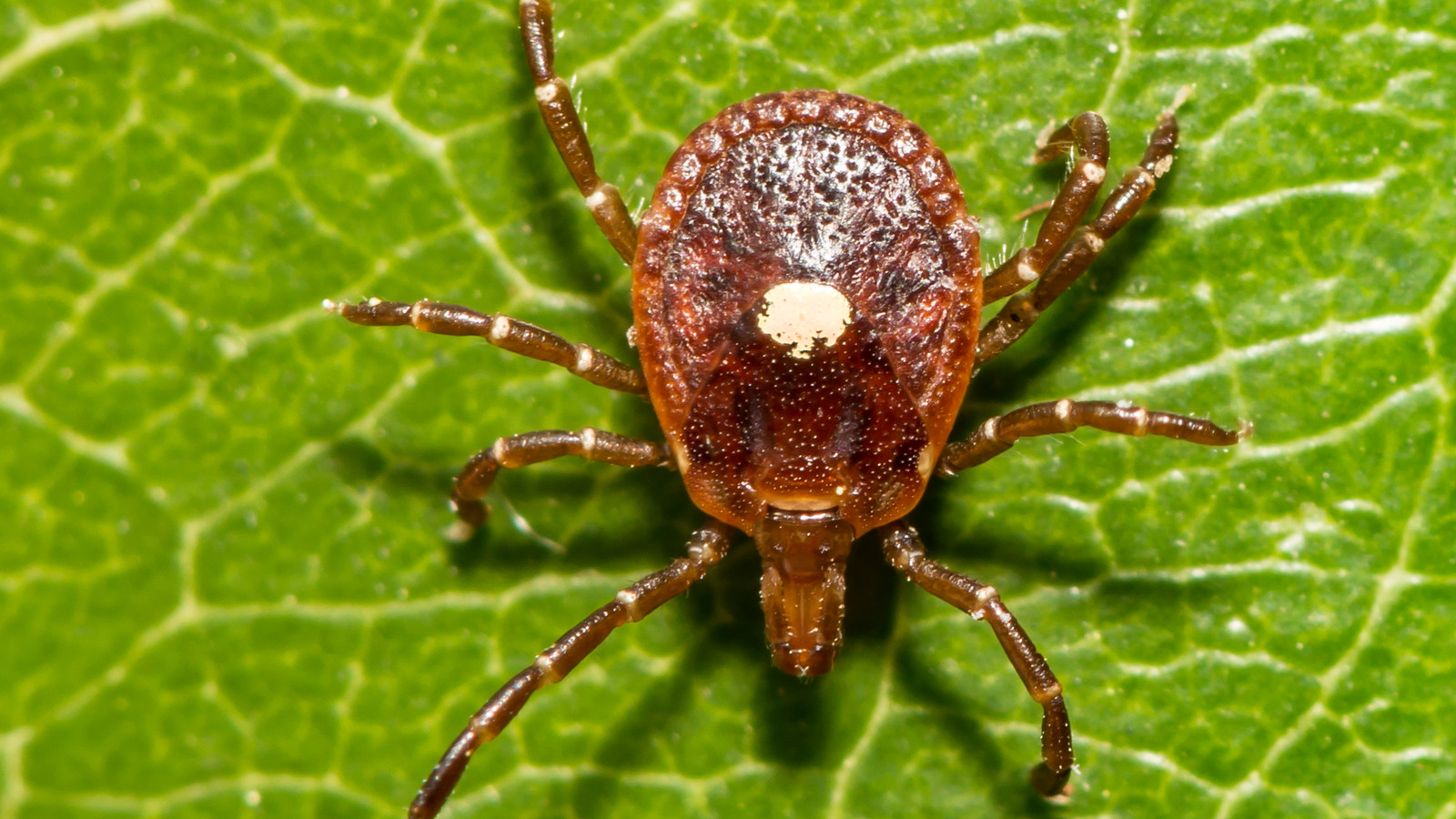 This Creature Is Near Invisible But One Of America's Most Dangerous To ...