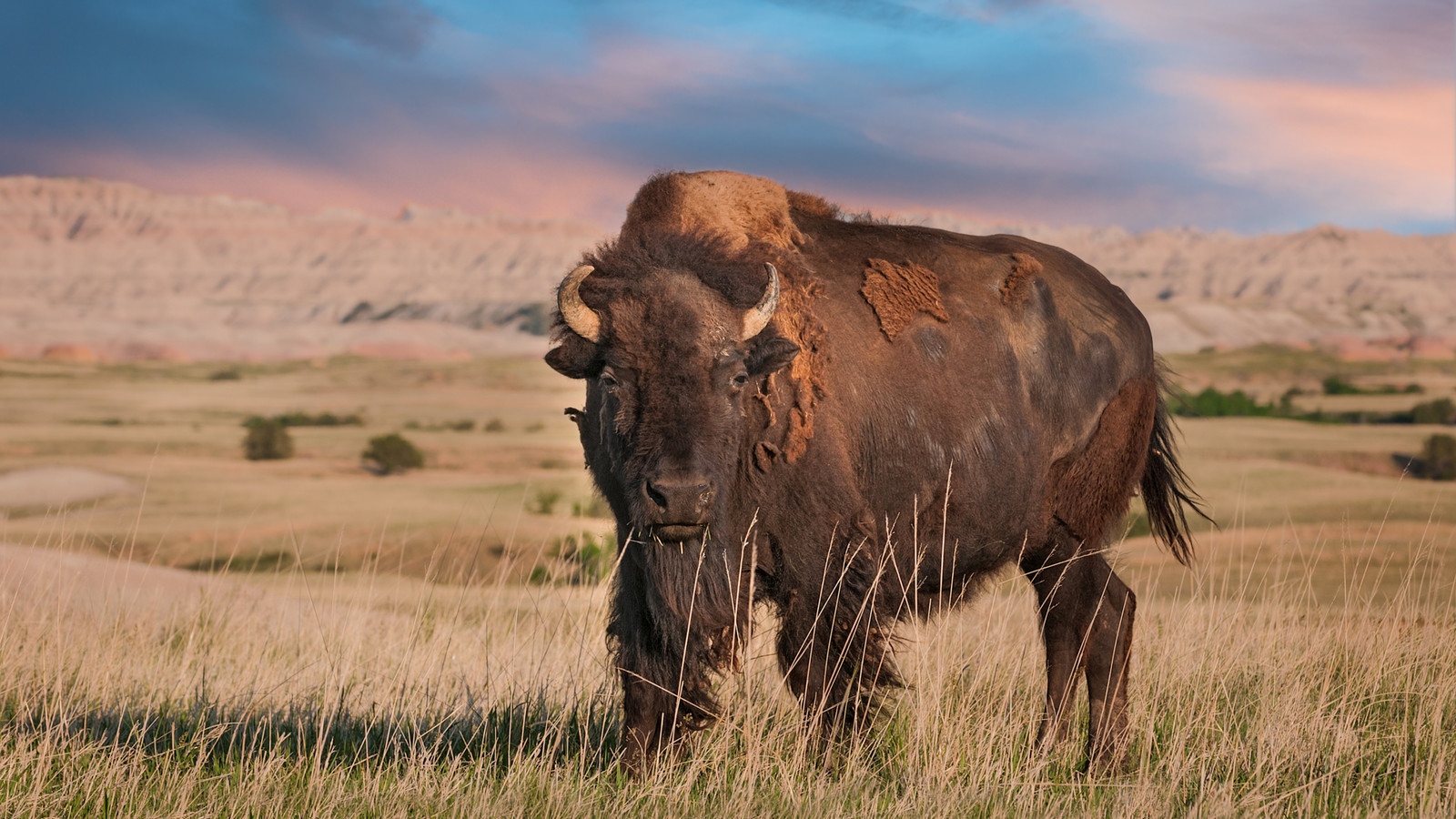Resurfaced Image Shows The Disturbing Reality Of Bison Life In Michigan ...