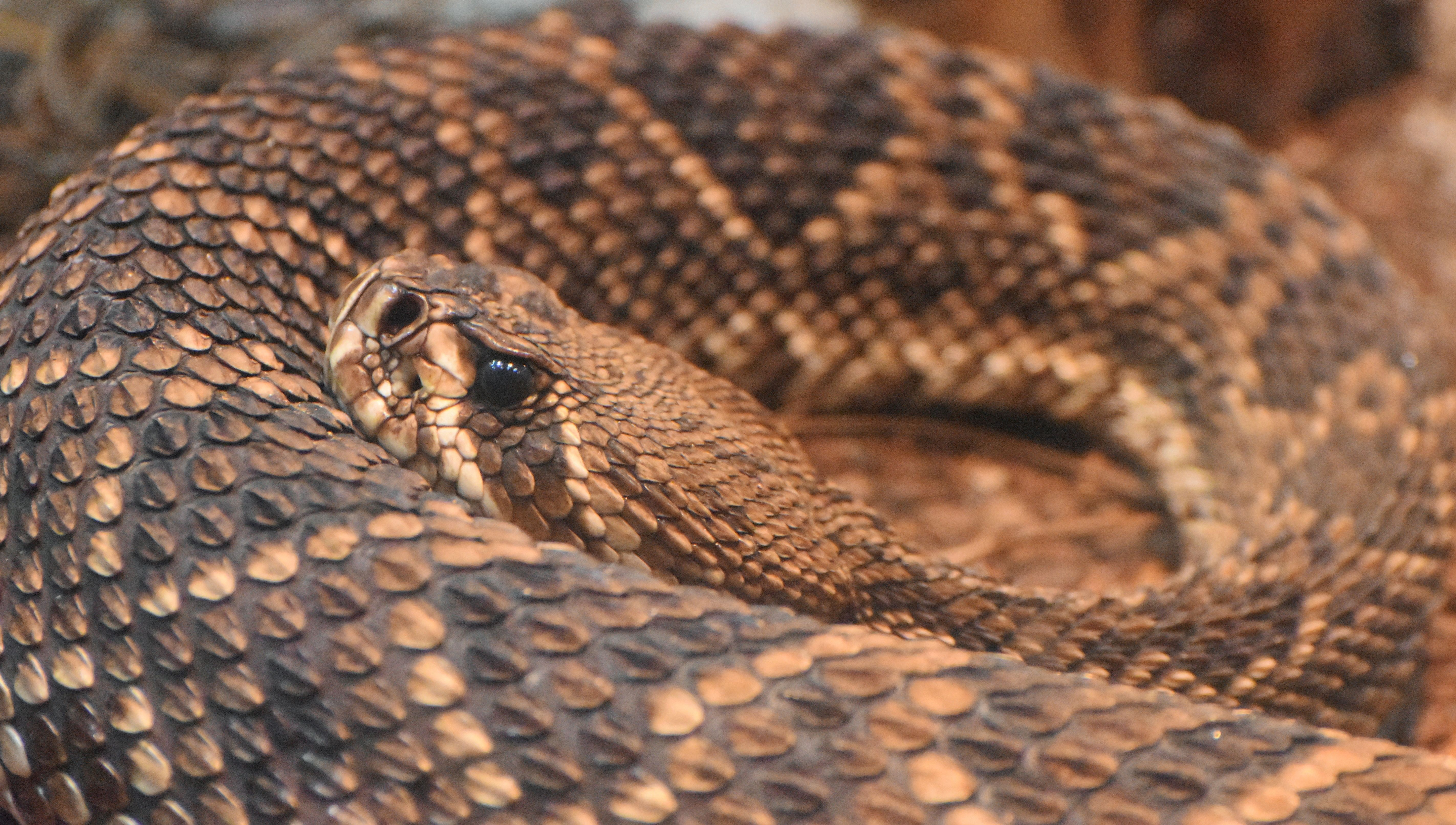Killer Snakes Of North America Worldatlas