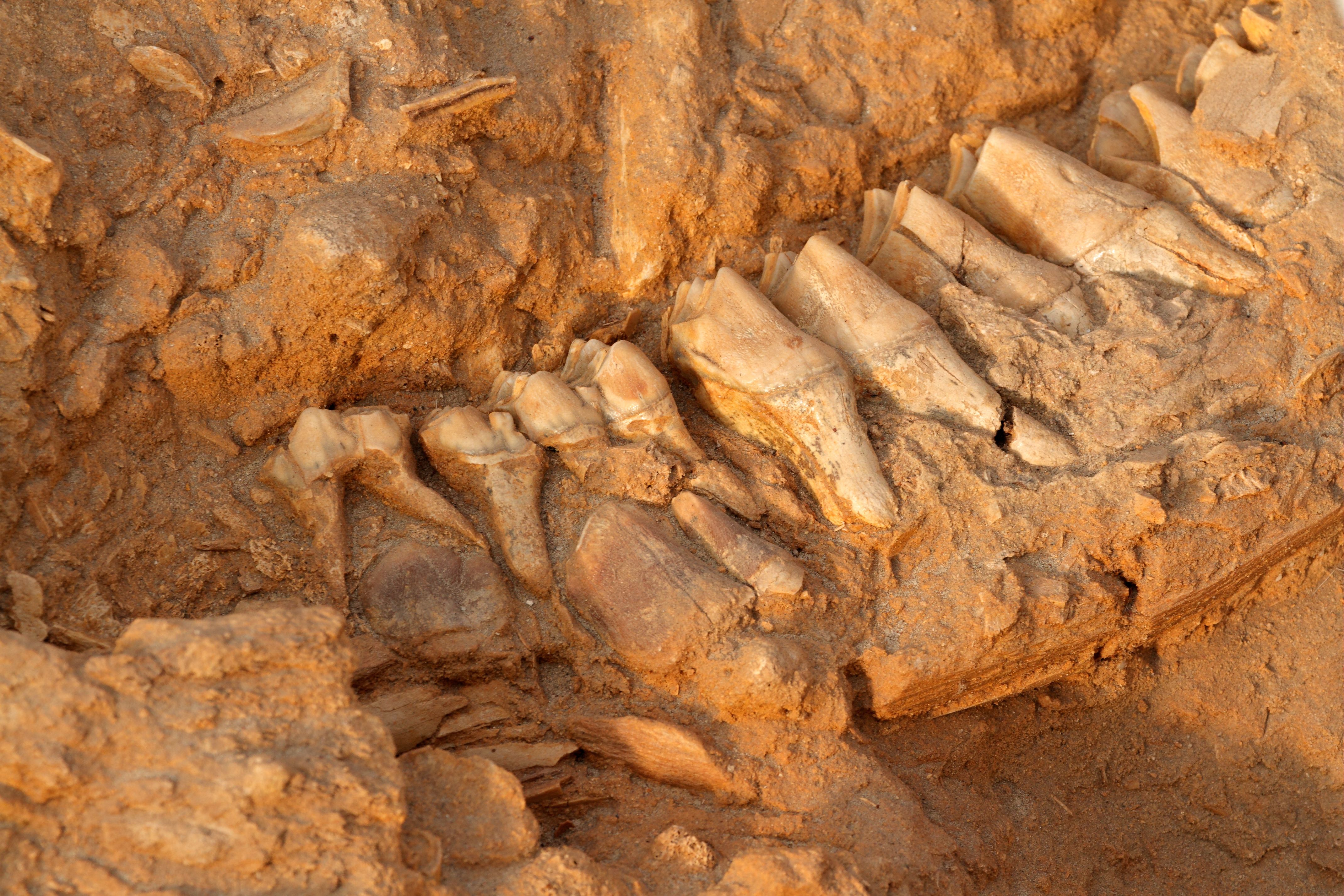 "Mysterious Ancestor" Gave Humans 20% Of Our DNA, But Who Were They?