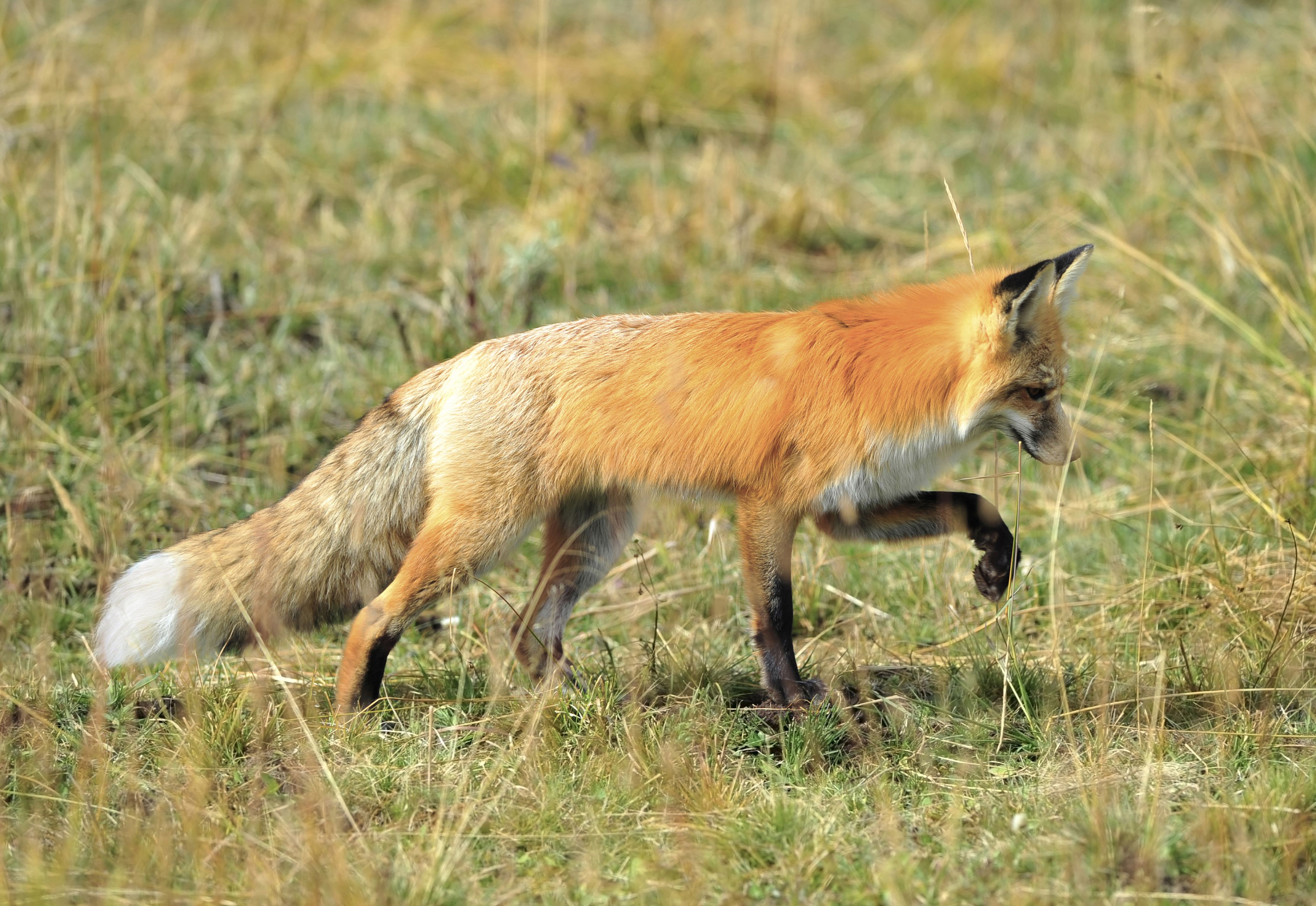 Scientists Rejoice As One Of World's Rarest Mammals Caught On Camera In ...