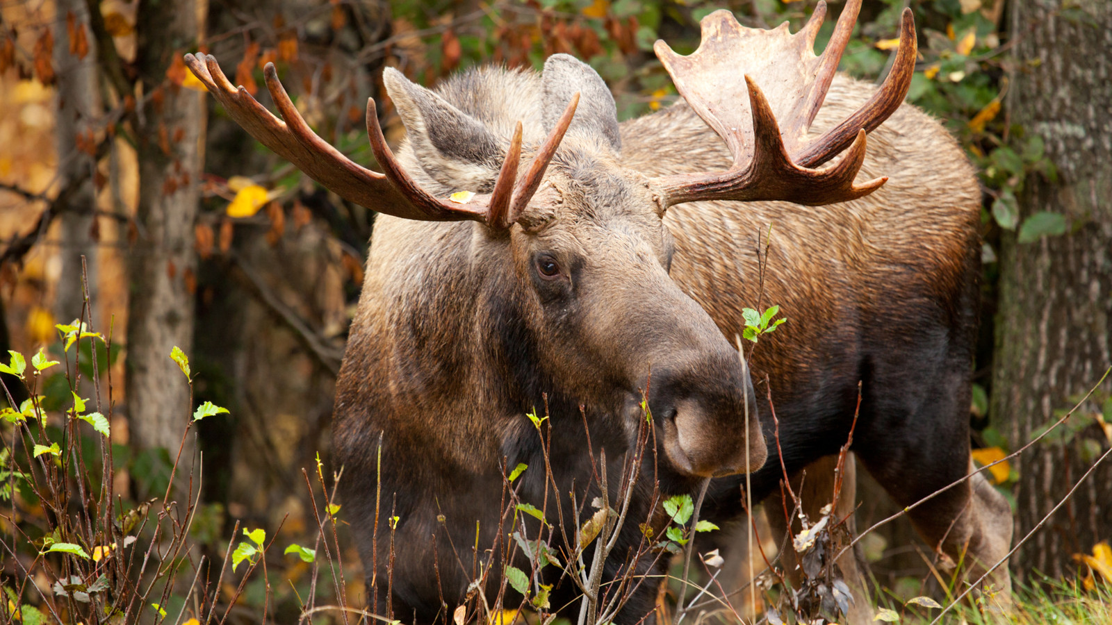 7 National Parks Where You Might Run Into A Wild Moose