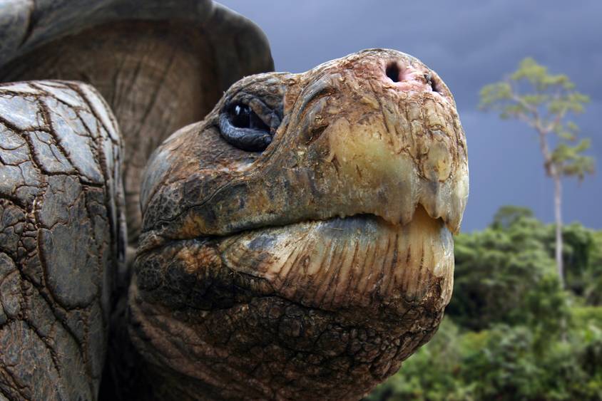 Jonathan, World's Oldest Tortoise, Is Nearly 200 Years Old—And He's ...
