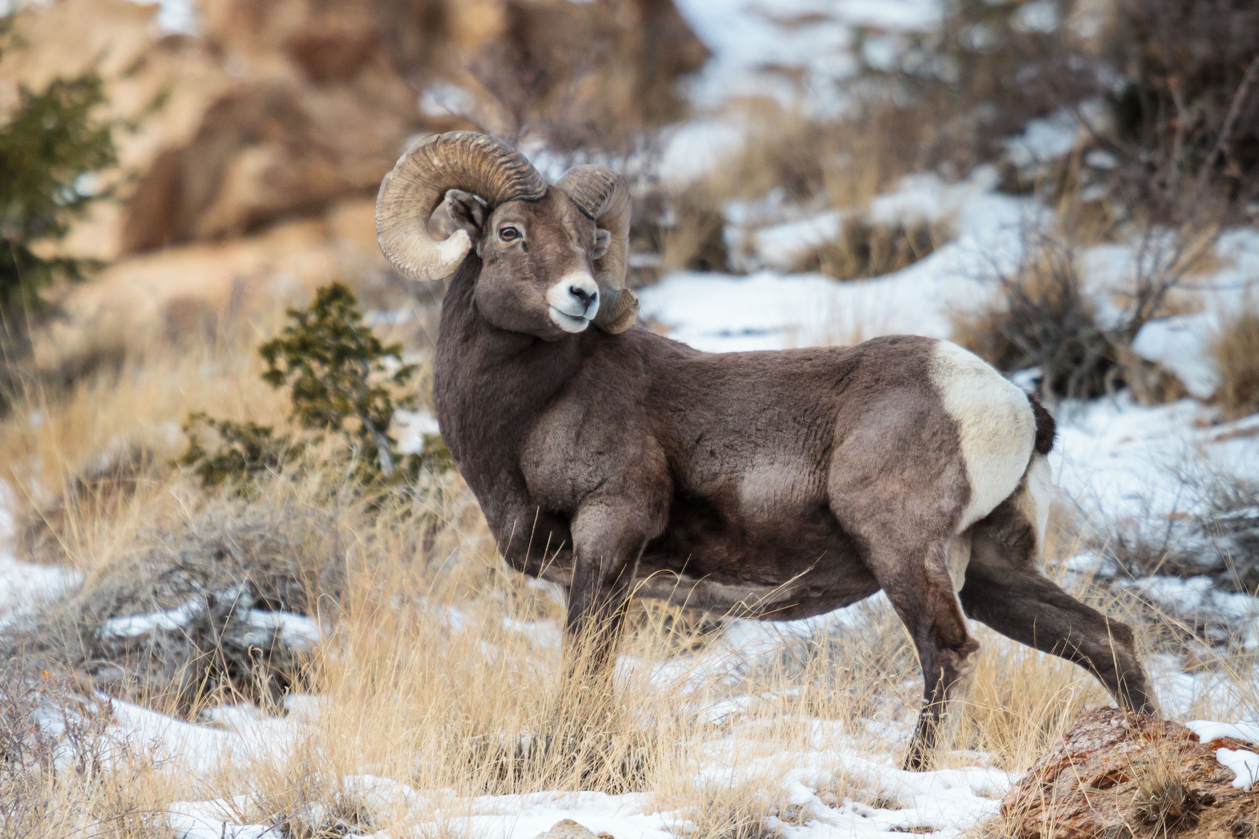 Colorado Native Animals