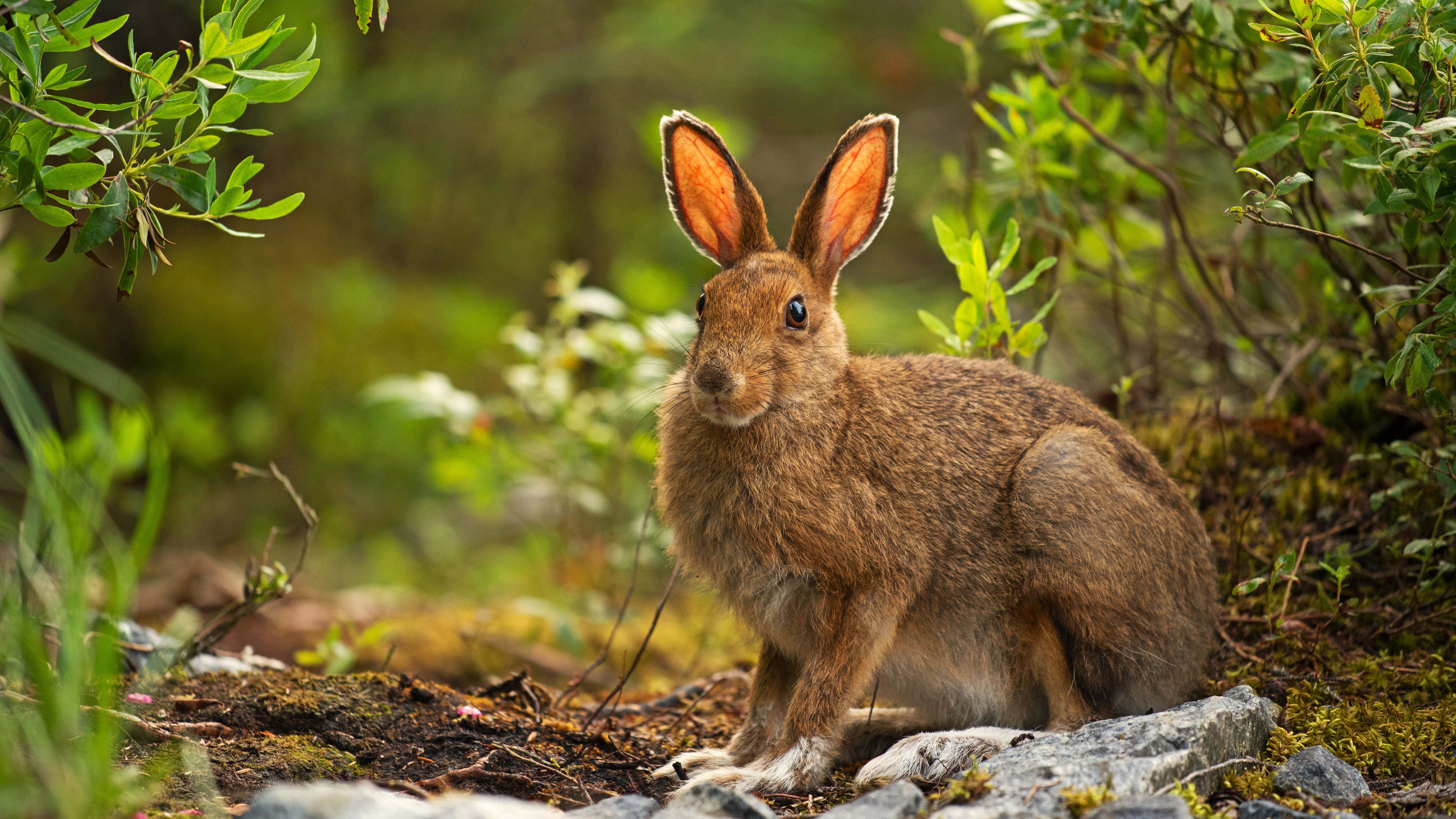 10 Most Incredible Animals In Glacier National Park