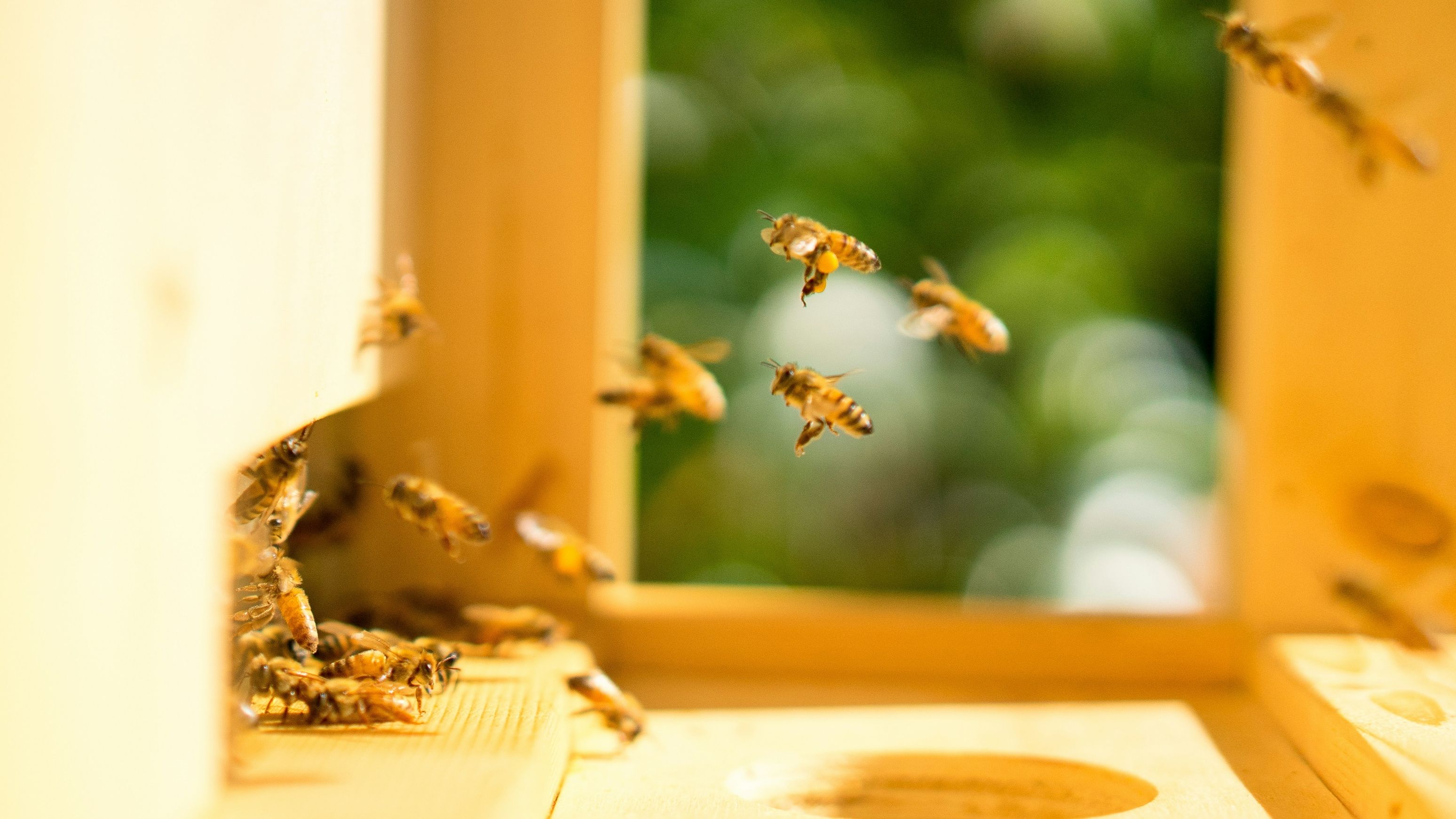 Honeybees Are Dying At An Alarming Rate As Beekeepers Experience "Worst ...