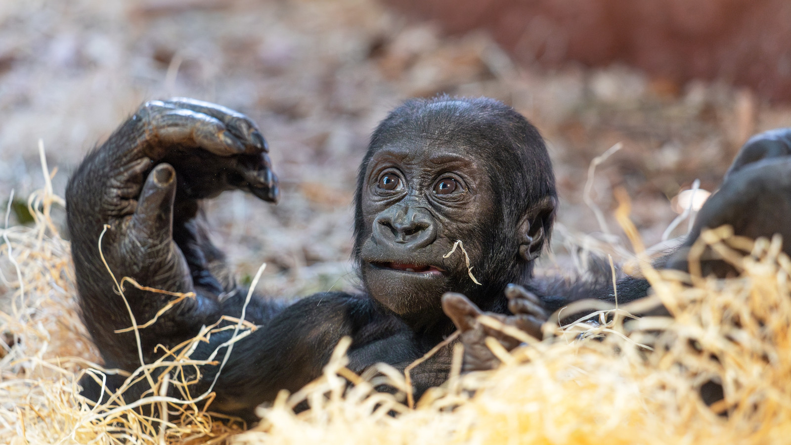 Senseless and Tragic Death of Young Two-Year-Old Gorilla at Canadian ...