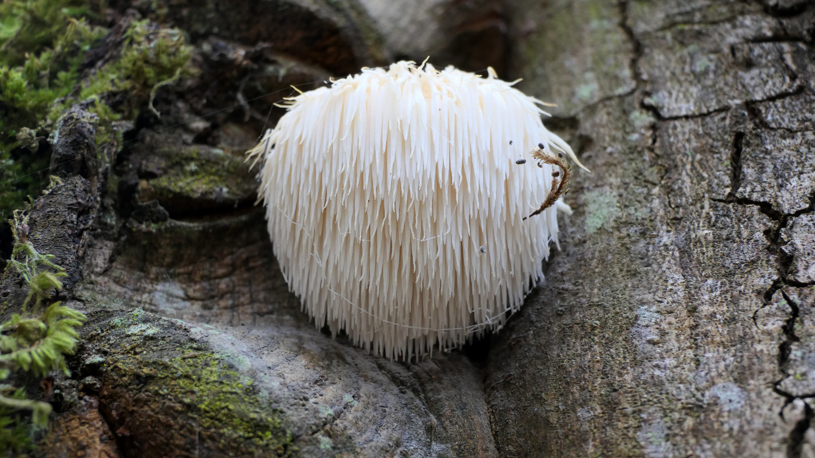 Rare and Protected, Lion's Mane Fungus Found at a Nature Reserve in Canterbury, England