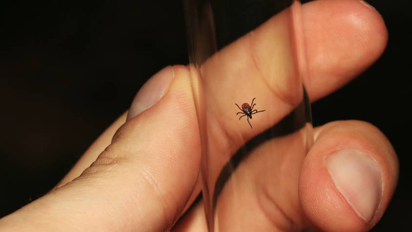 7 Types Of Ticks In America & Where They're Found