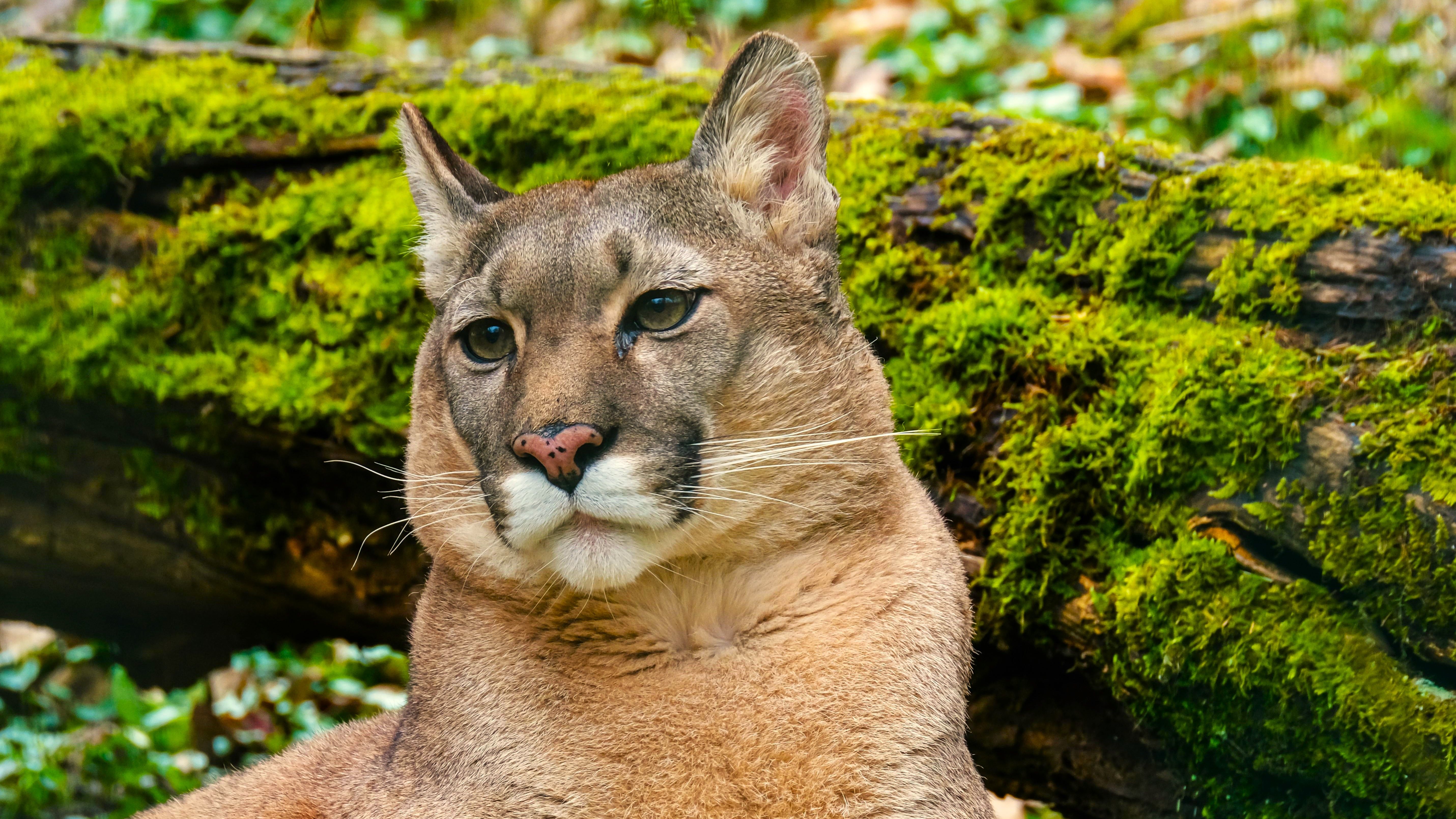 8 Extinct Creatures That Might Actually Still Exist