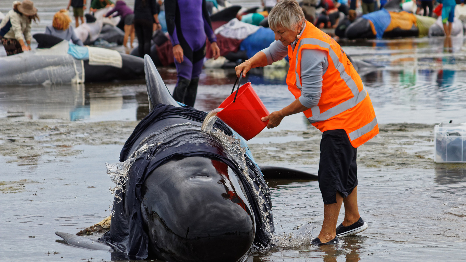 New Zealanders Gather in Unity to Rescue Pod of 30 Pilot Whales After ...