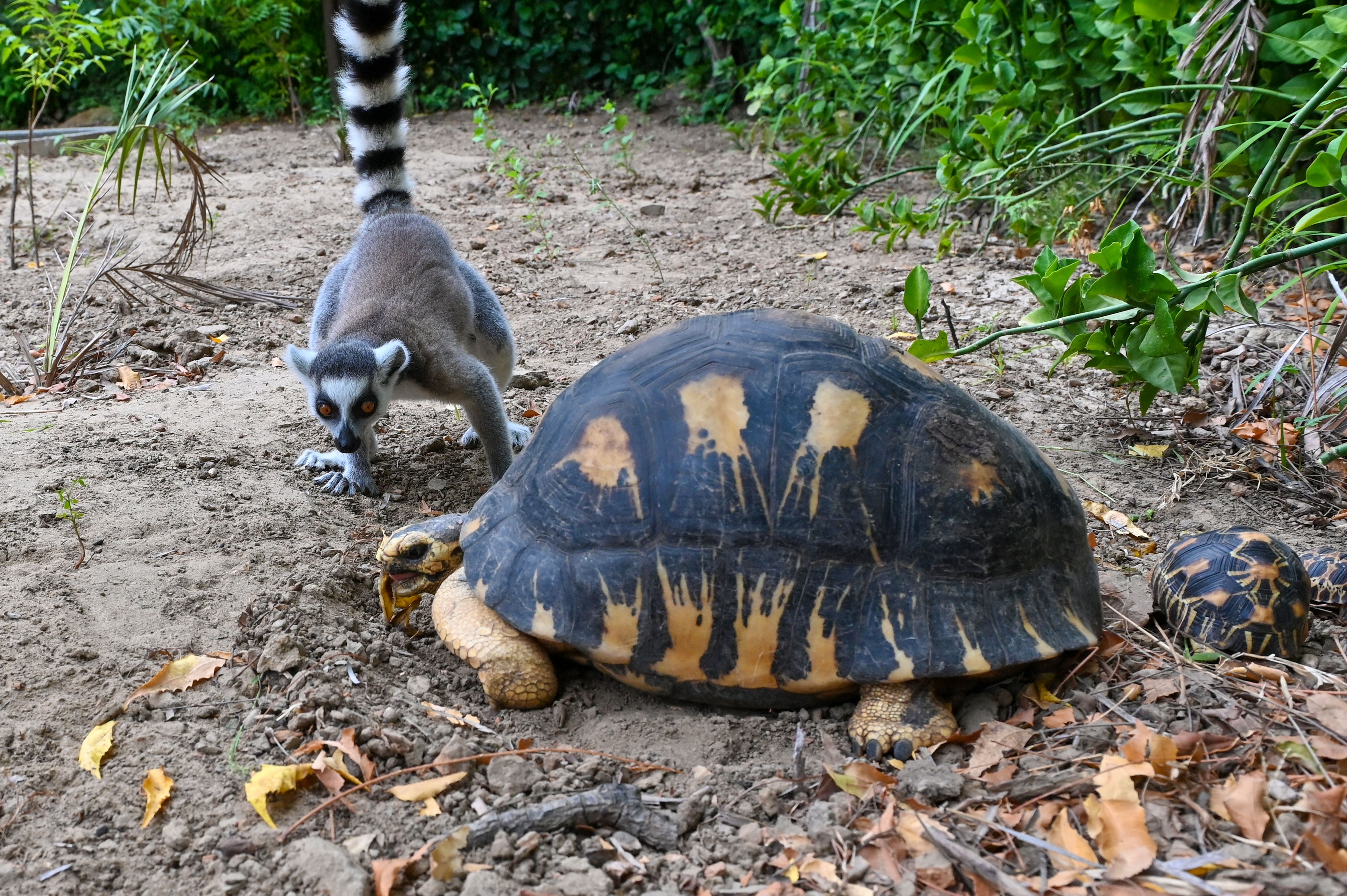 Madagascar Community Rescues Endangered Species After Being Ravaged By ...