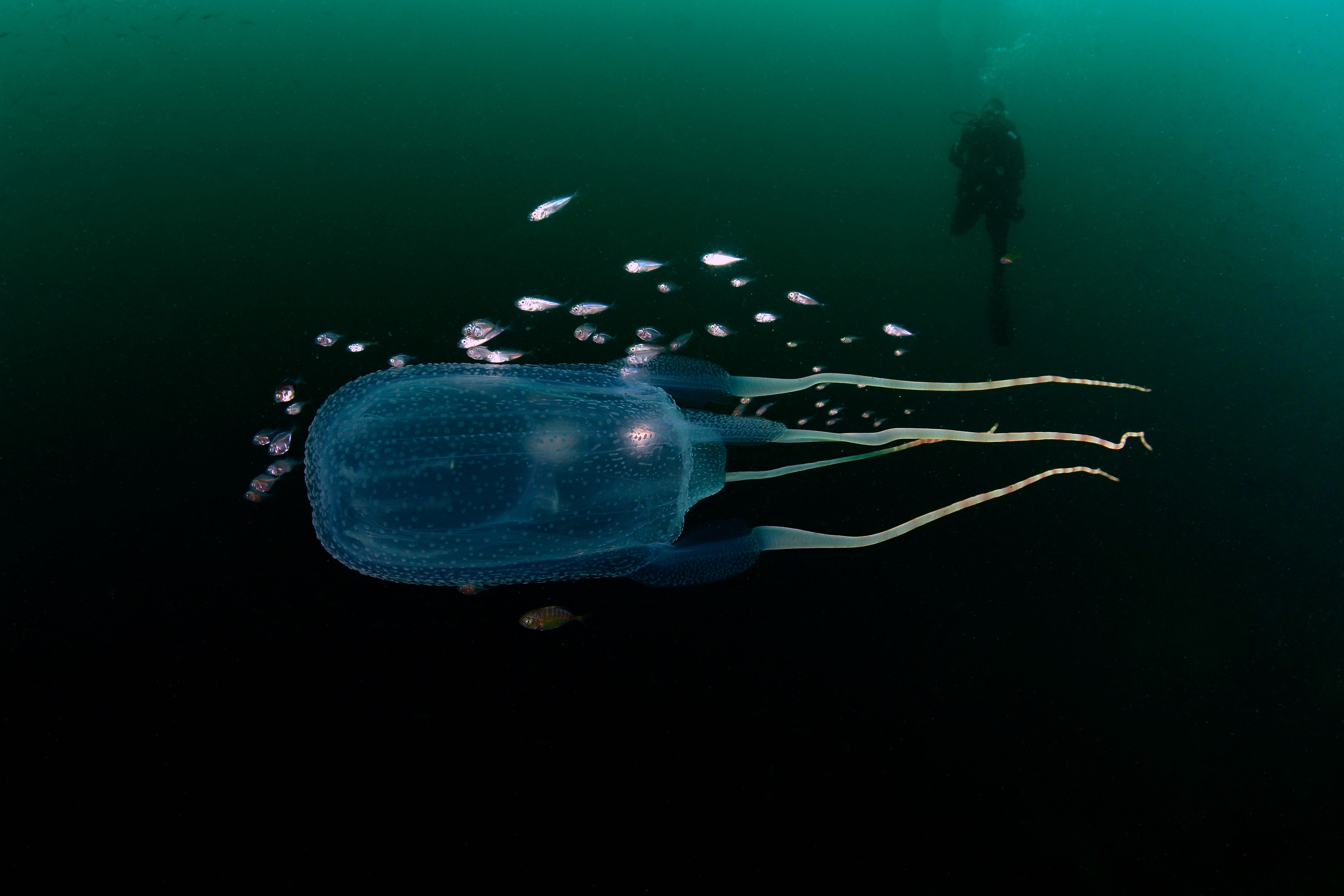 Not Just Sharks: 10 Most Dangerous Creatures Found Off America's Beaches