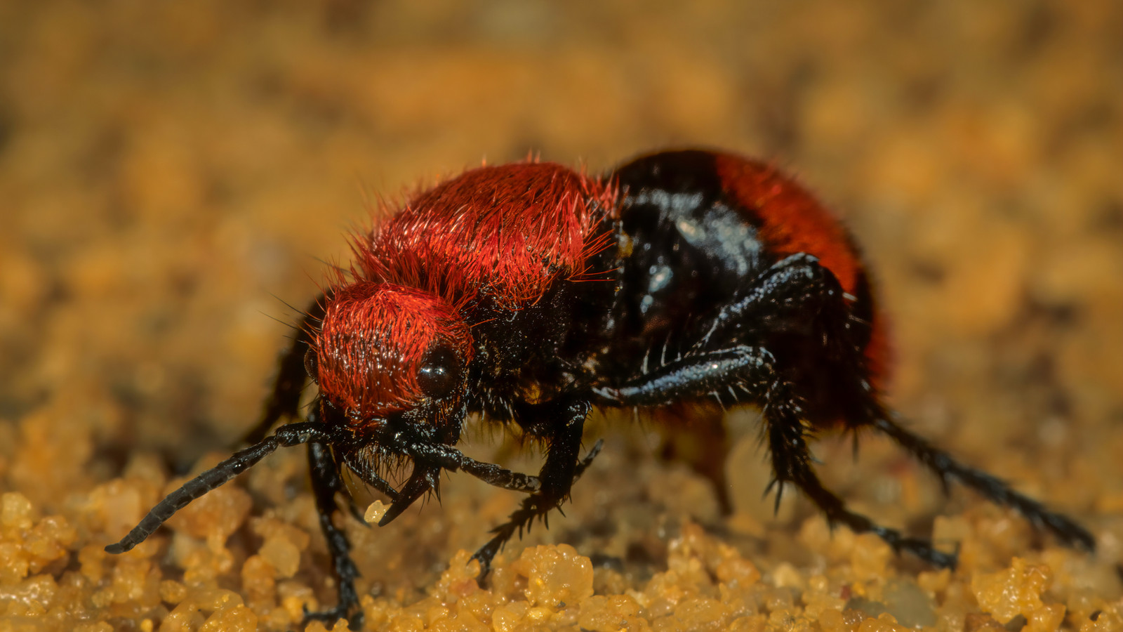 10 Insects In America That Are Dangerous To Humans (& Where They're Found)