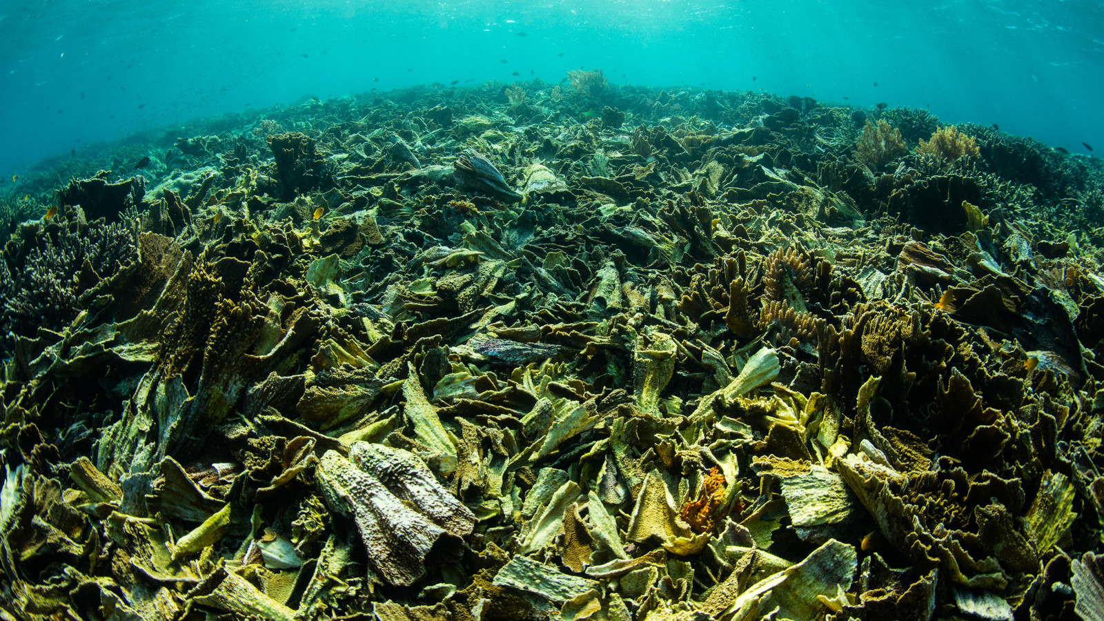 Hurricanes And The Reaction Underwater: Here's What We Know