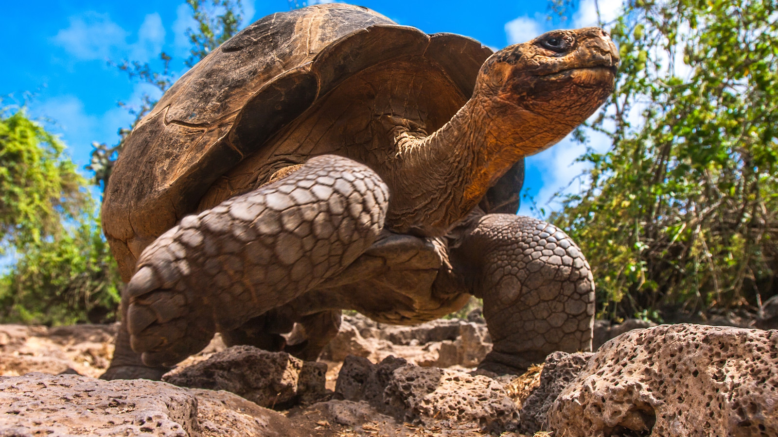 The World's Oldest Tortoise Was Owned By Both Charles Darwin & Steve Irwin
