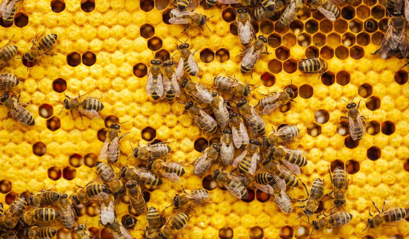Keeping Honey Bees Might Be Bad For The Environment