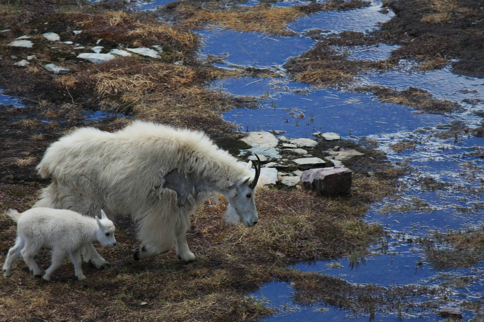 Glacier National Park Tourists Urged To Reconsider Visits As Scientists ...