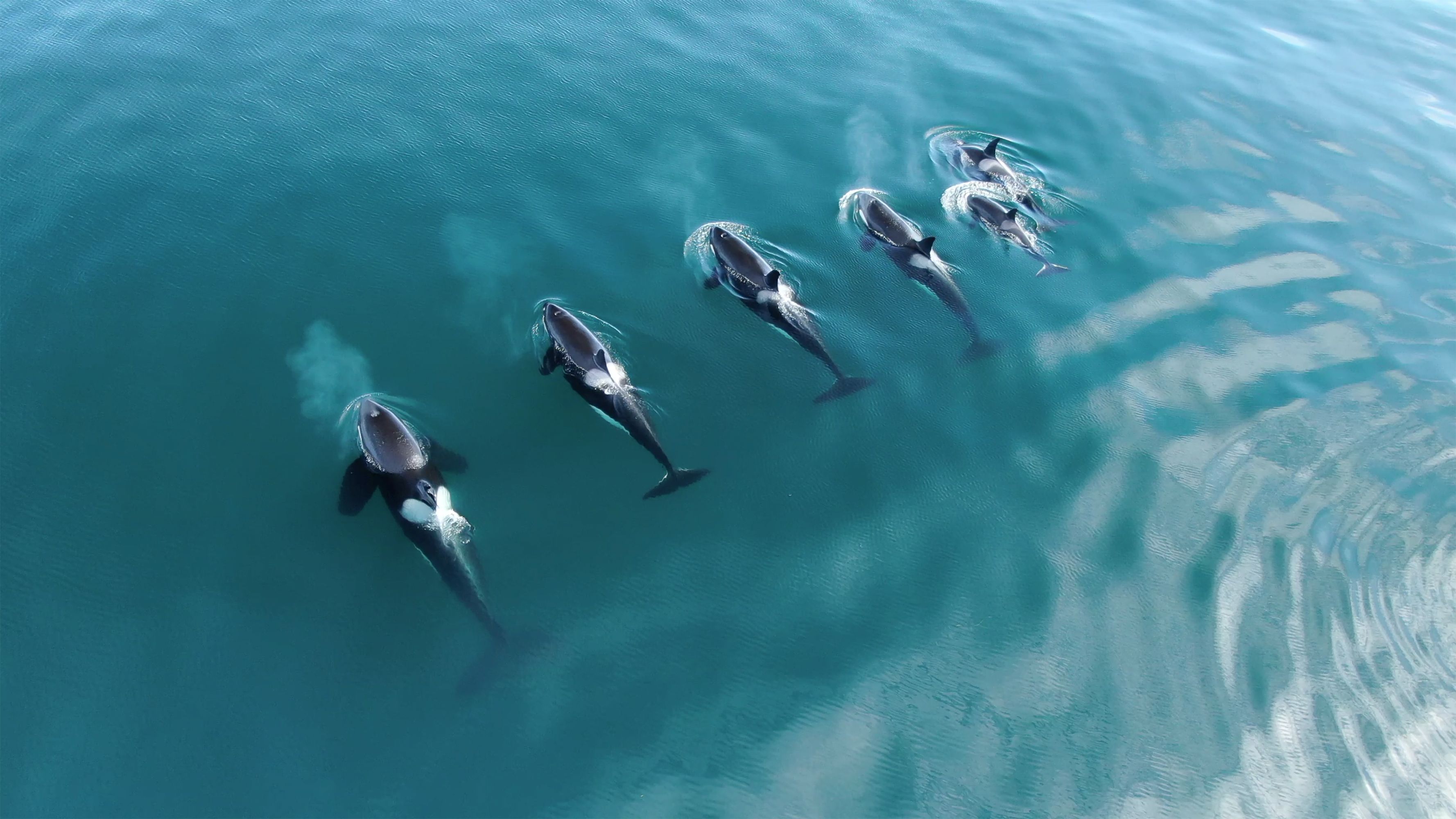 Scientists Clustered Around One Of The World's Rarest Whales: Here's ...