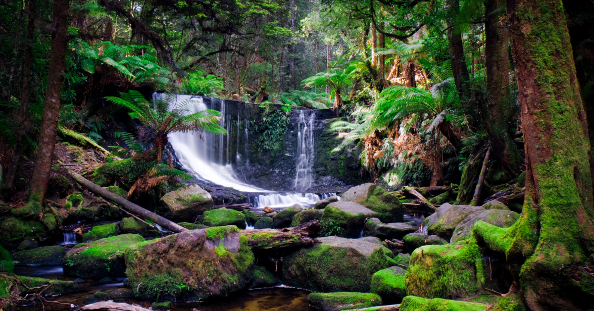 Groundbreaking Antarctic Fossil Proving Rainforest Existed Near South ...