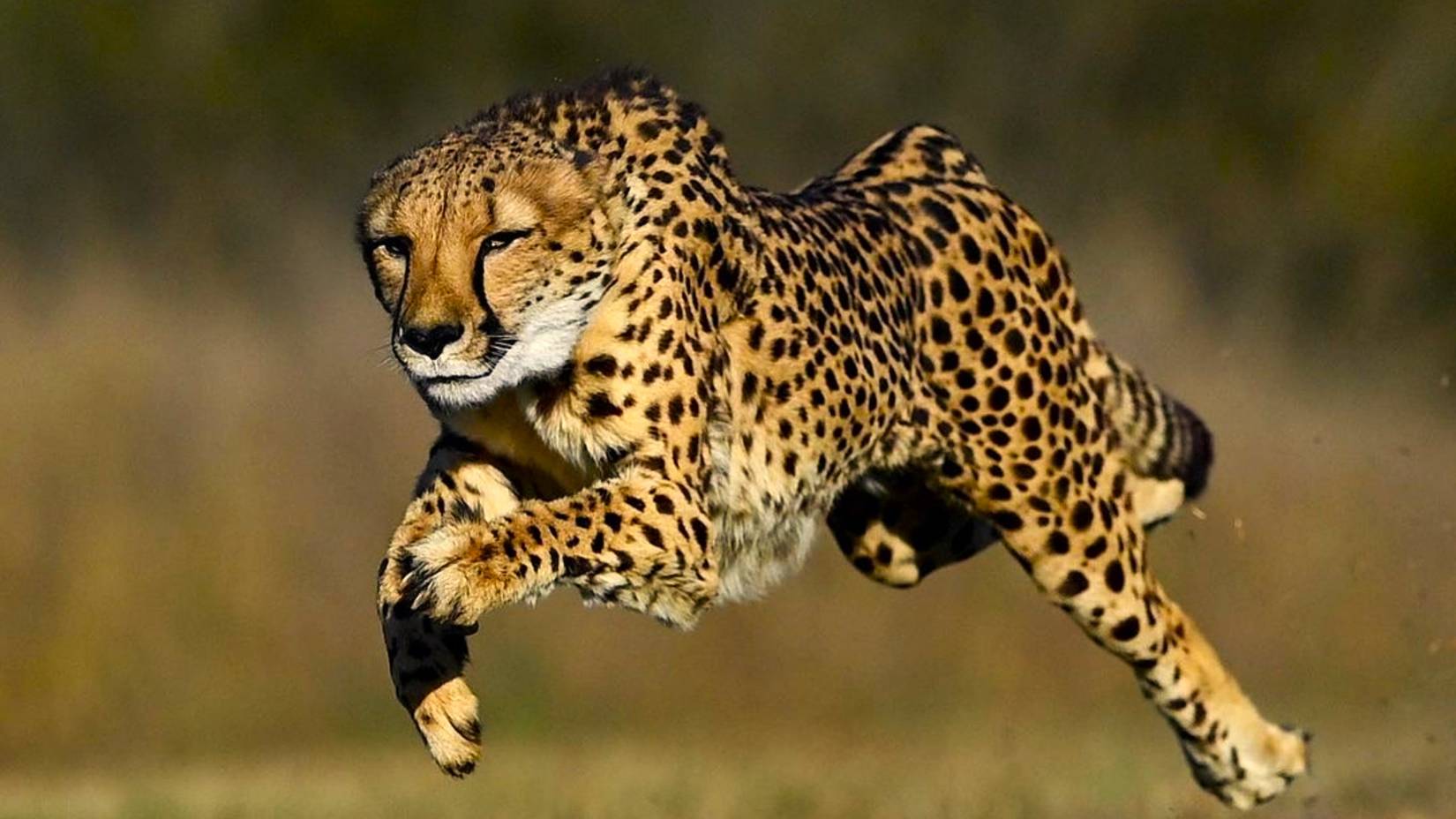 Popular Zoo In Virginia Welcomes Four New Cheetah Cubs